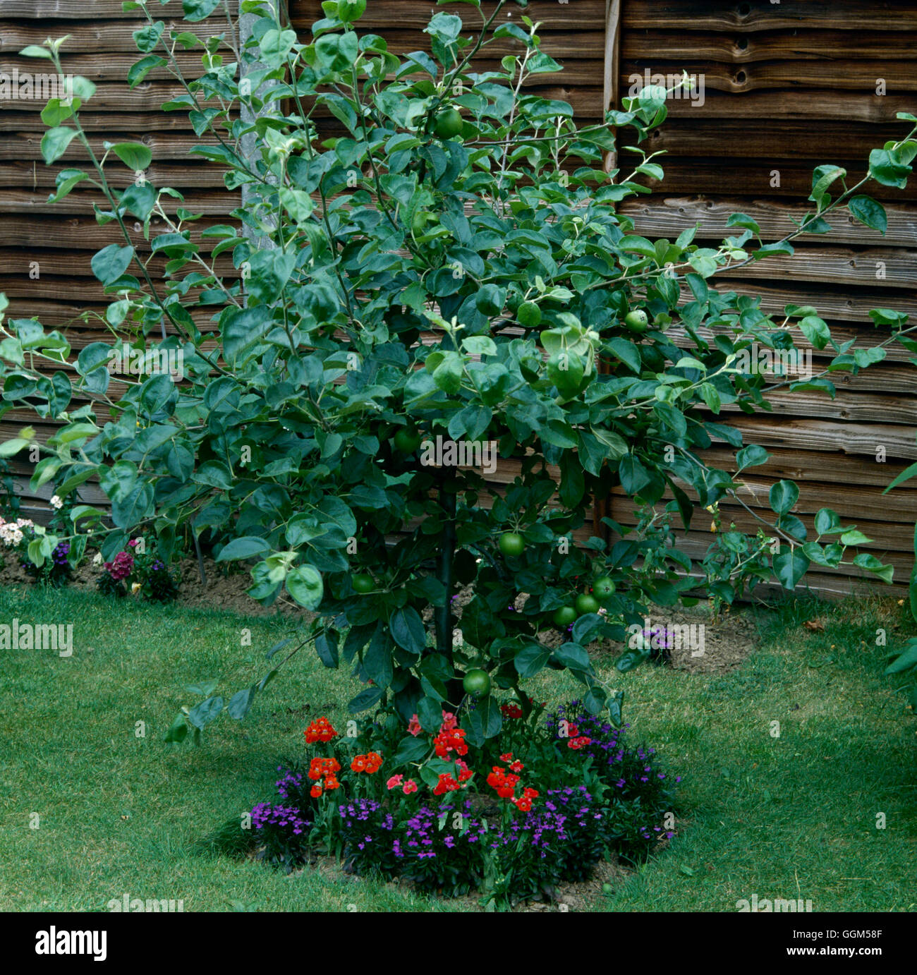 Dwarf apple rootstock hi-res stock photography and images - Alamy