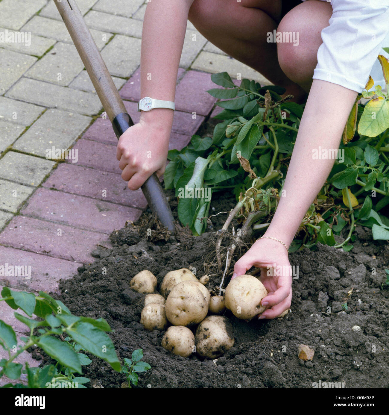 Lifting - Potato `Epicure' TAS015617 Stock Photo - Alamy