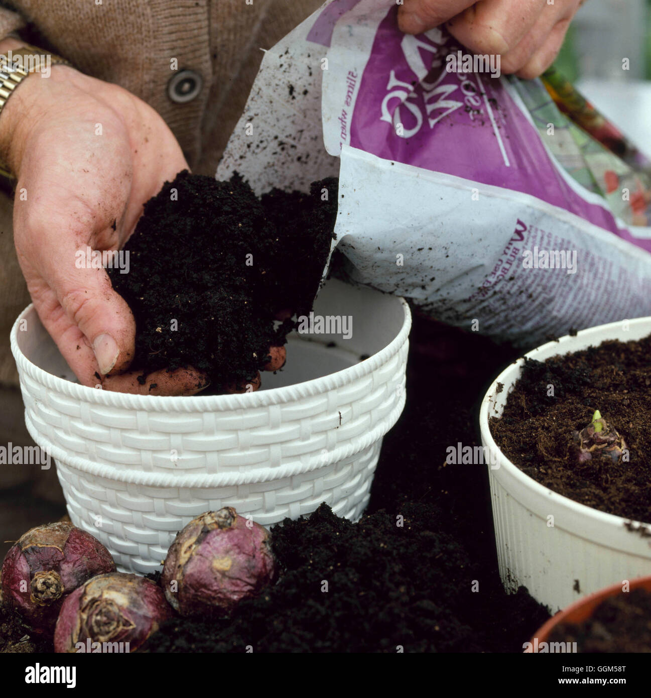 Planting bulbs hi-res stock photography and images - Alamy