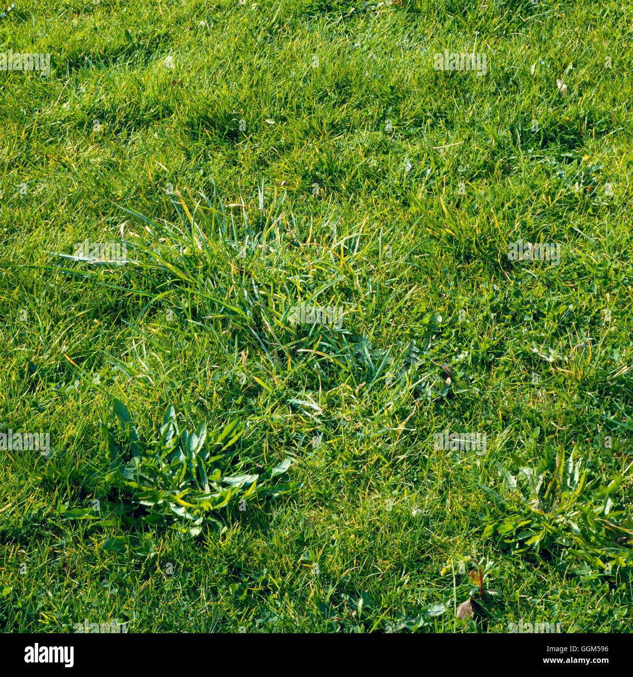 Lawn Problems - Weeds and coarse grass making lawn `rough' TAS021185 ...