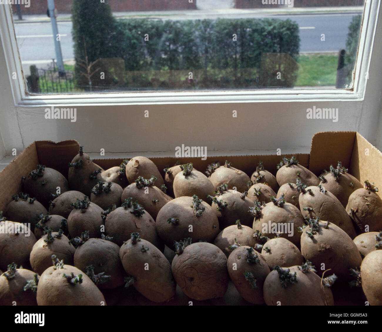 Shooting potato hi-res stock photography and images - Alamy