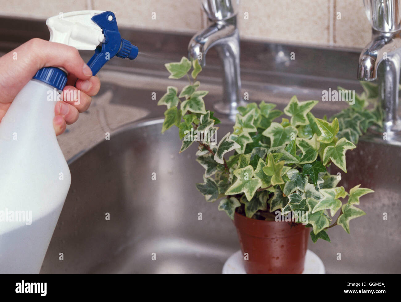 Watering houseplant in sink hi-res stock photography and images - Alamy