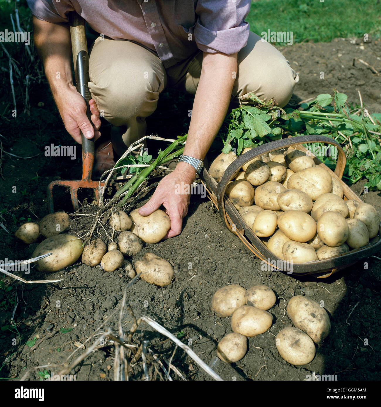Lifting - Potato `Pentland Javelin' TAS024696 Stock Photo - Alamy