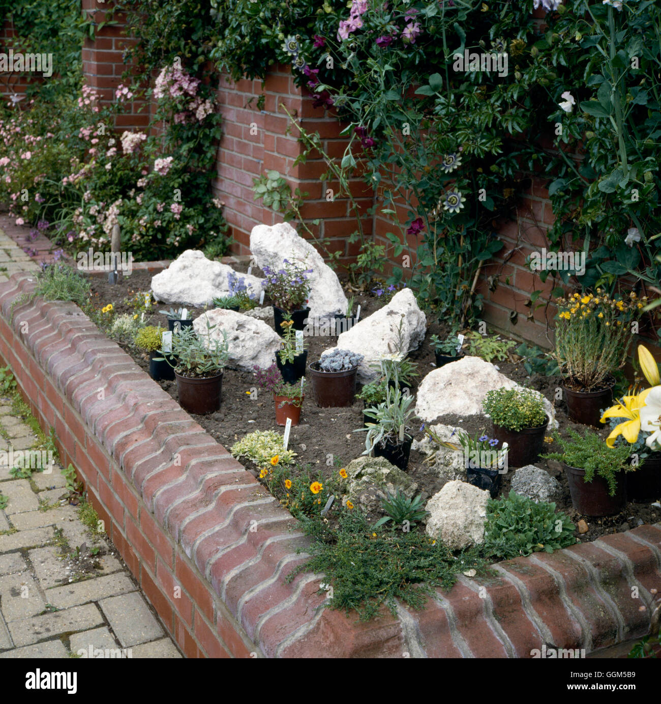 Planting - raised bed with Alpines. (1 of 5) TAS026313 Stock Photo - Alamy