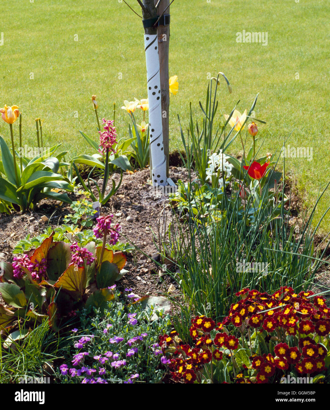 Protection Against Pests - Tree protected against Rabbits TAS030202 ...