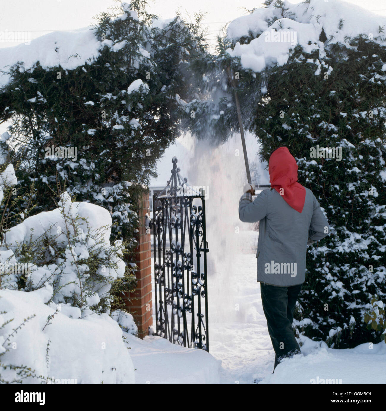 Weather protection hedge hi-res stock photography and images - Alamy