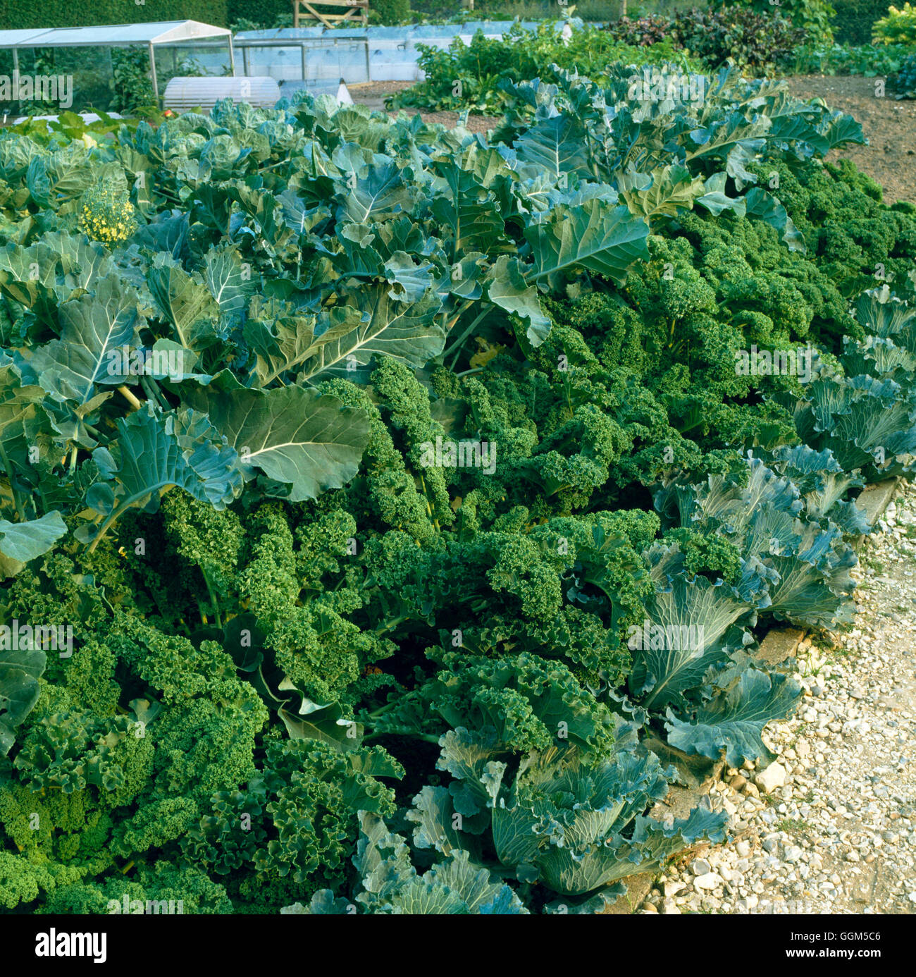 Crop of brassicas hi-res stock photography and images - Alamy