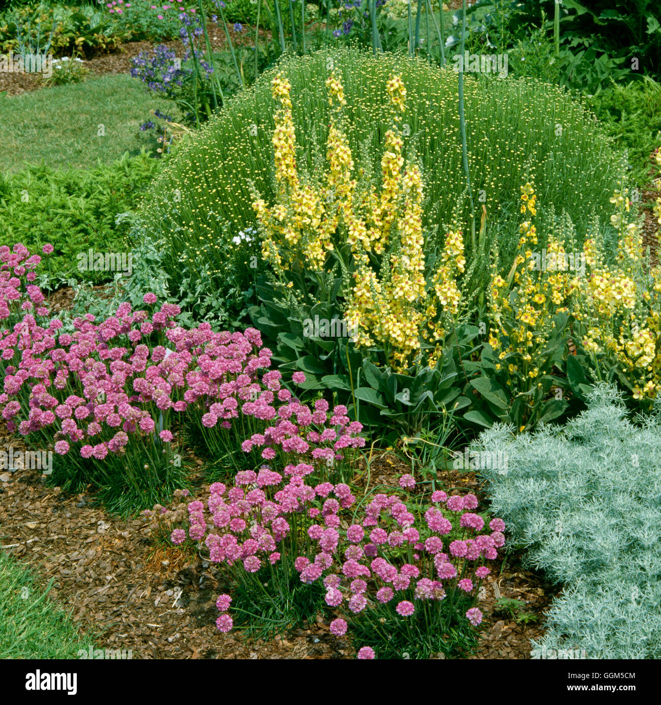 Bark mulch hi-res stock photography and images - Alamy