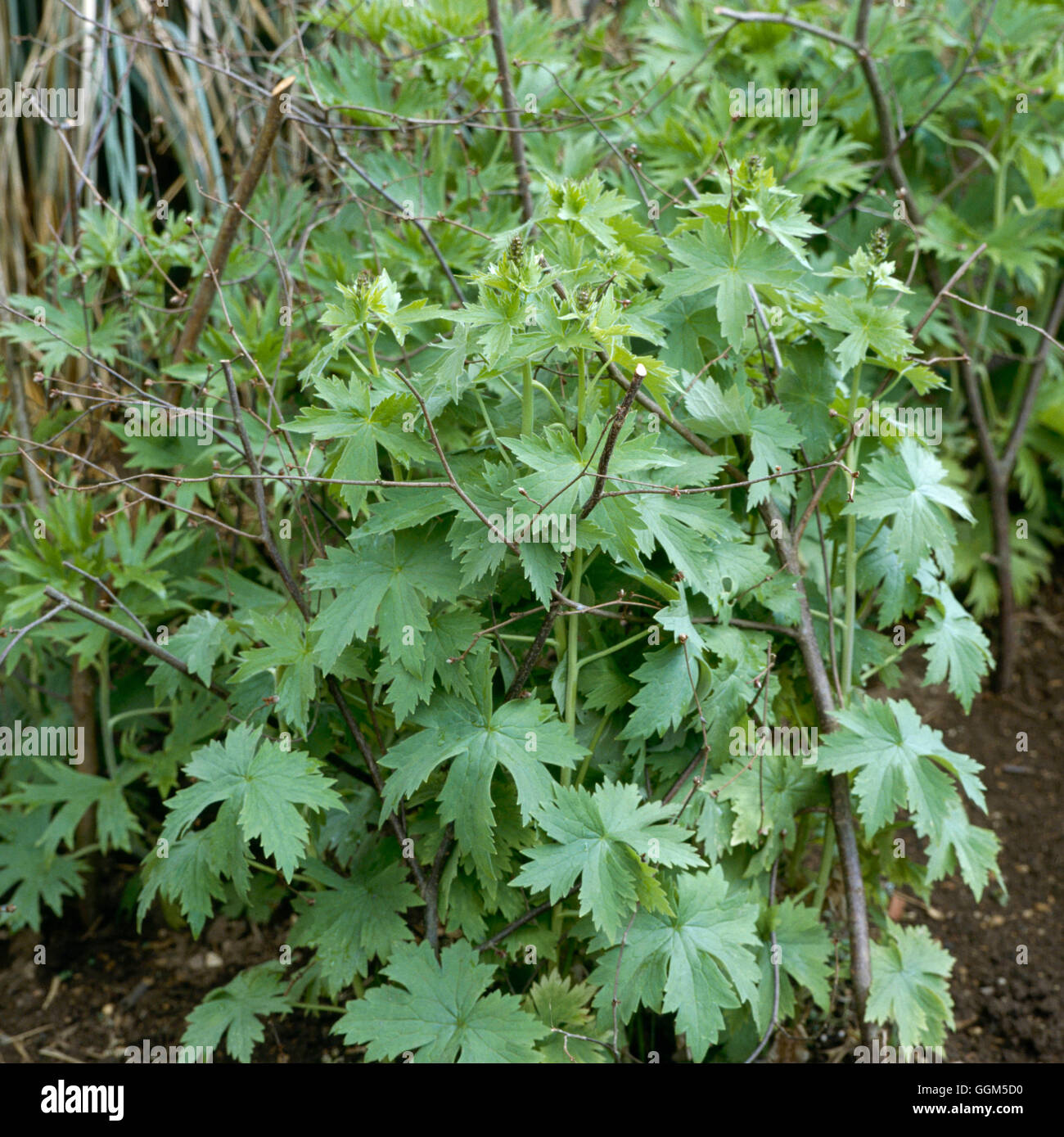 Support/Staking - Delphiniums - with sticks from hedge. TAS034912 Stock ...