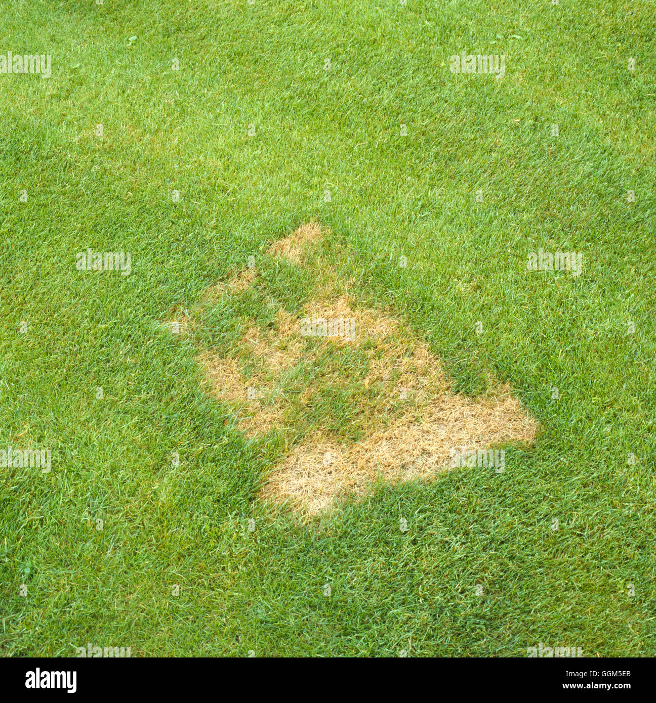 Lawn Problems: - Scorching caused by excess fertilizer being applied ...