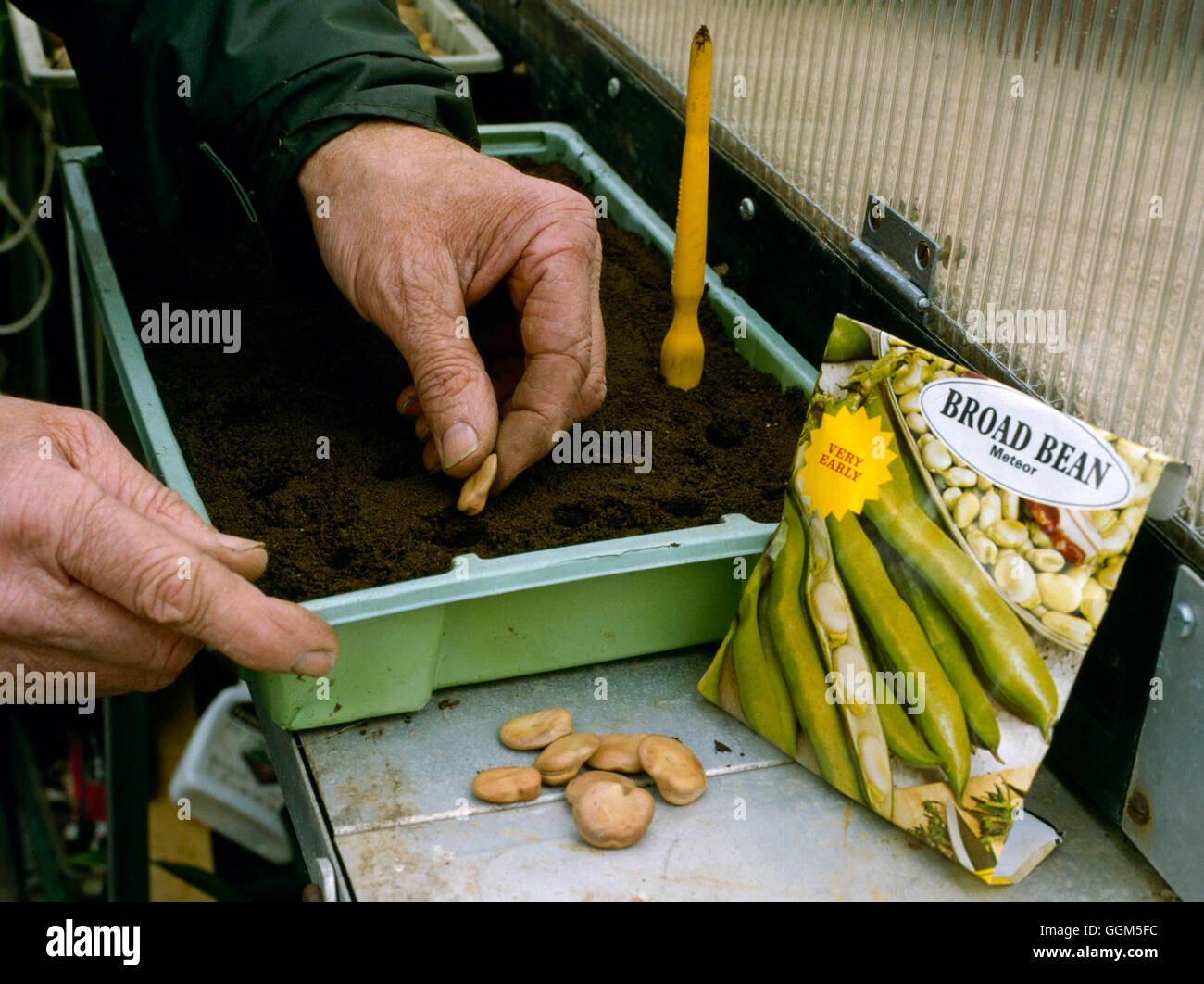 Seed Sowing - Vegetables - Broad Beans - into a tray TAS041990 Stock ...