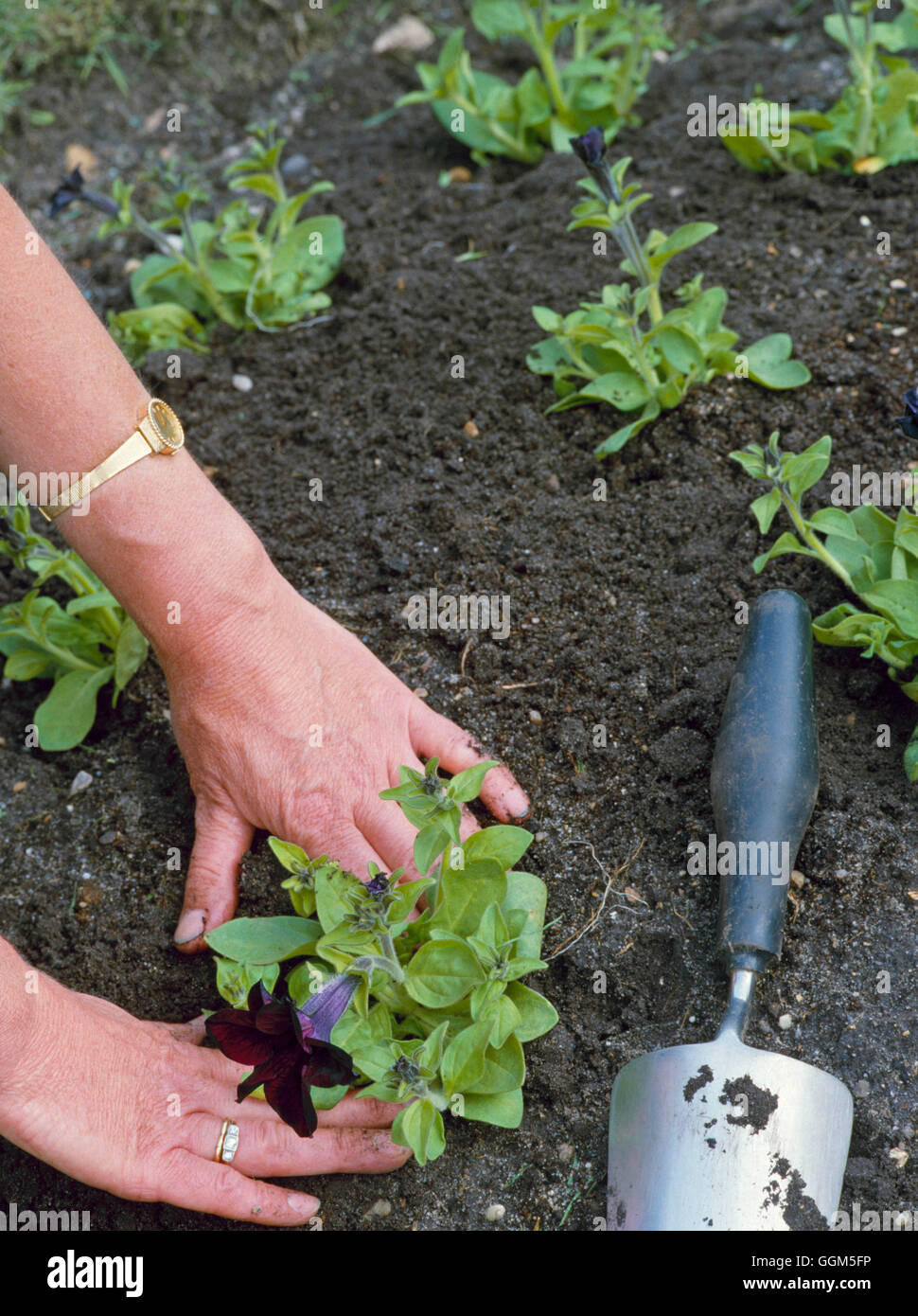 Planting - Annuals - Petunias TAS043546 Stock Photo - Alamy