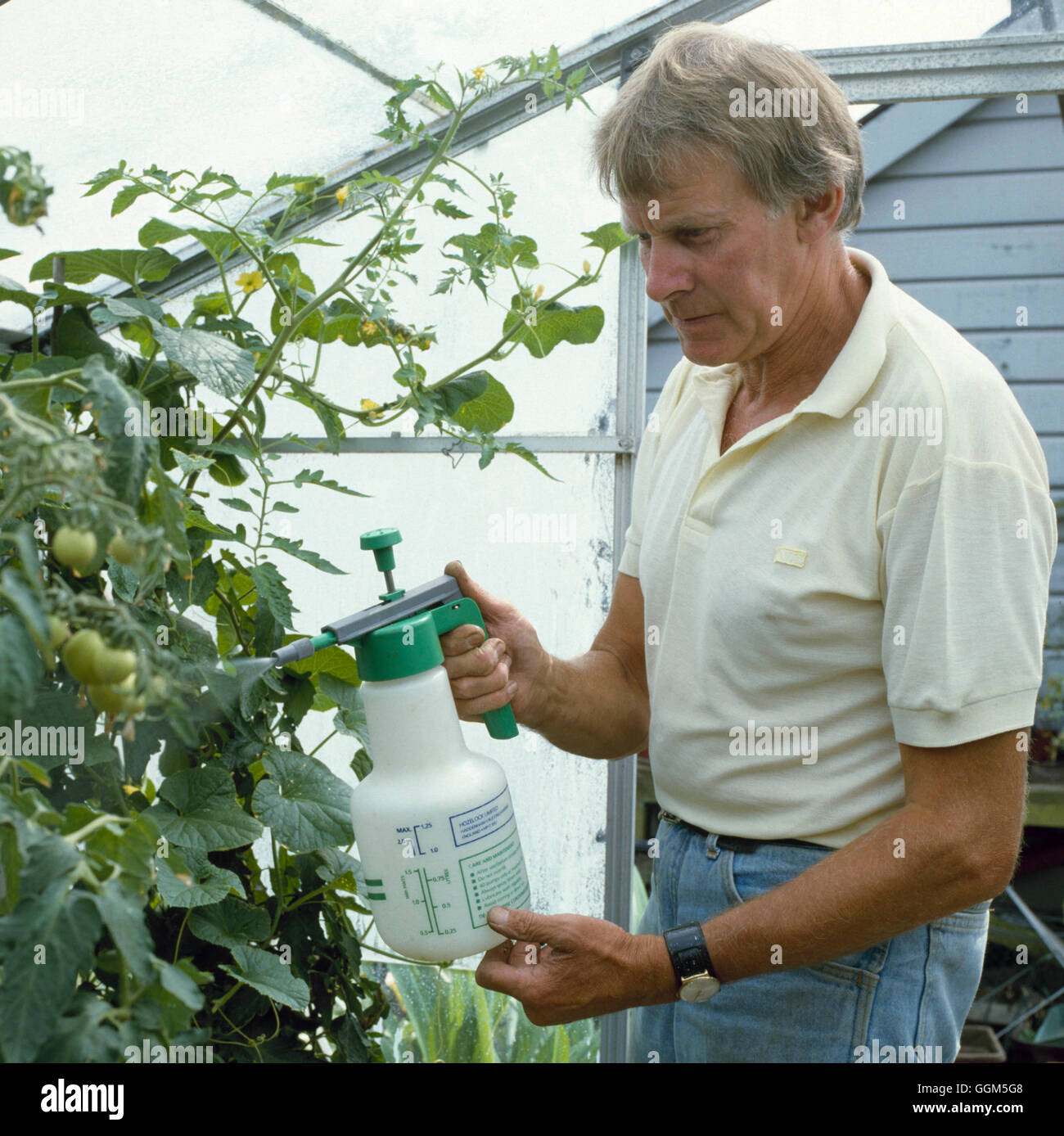 Spraying - Tomatoes TAS045261 Stock Photo - Alamy