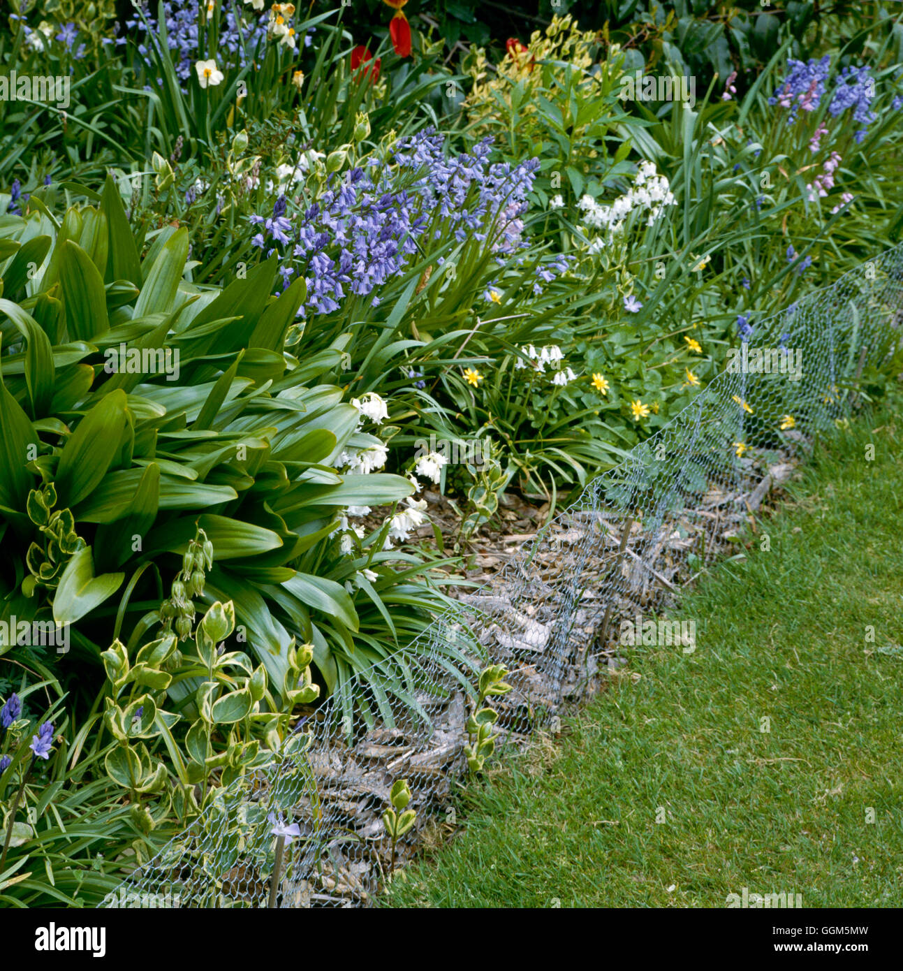 Mulch - of wood chippings - note net to stop birds moving mulch onto ...