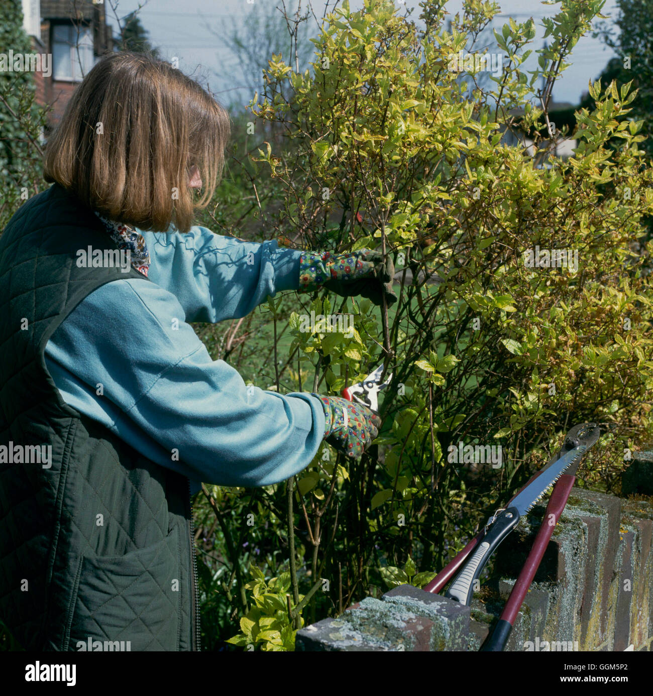 Pruning - Shrubs - Philadelphus coronarius `Aureus' TAS059400 Stock ...