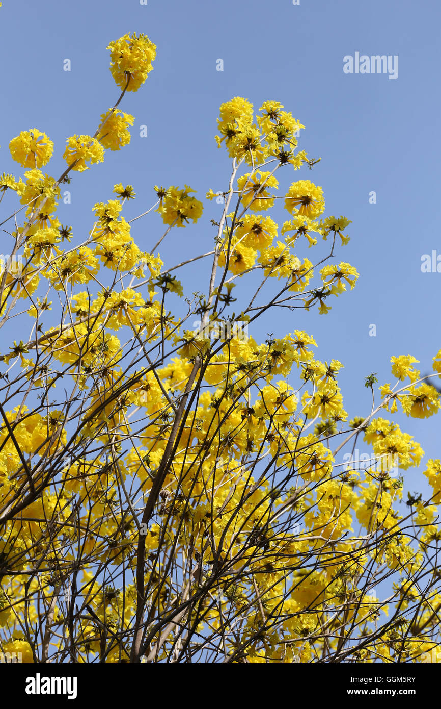 Tabebuia spectabilis flower or Yellow tabebuia flower bloom on tree in ...