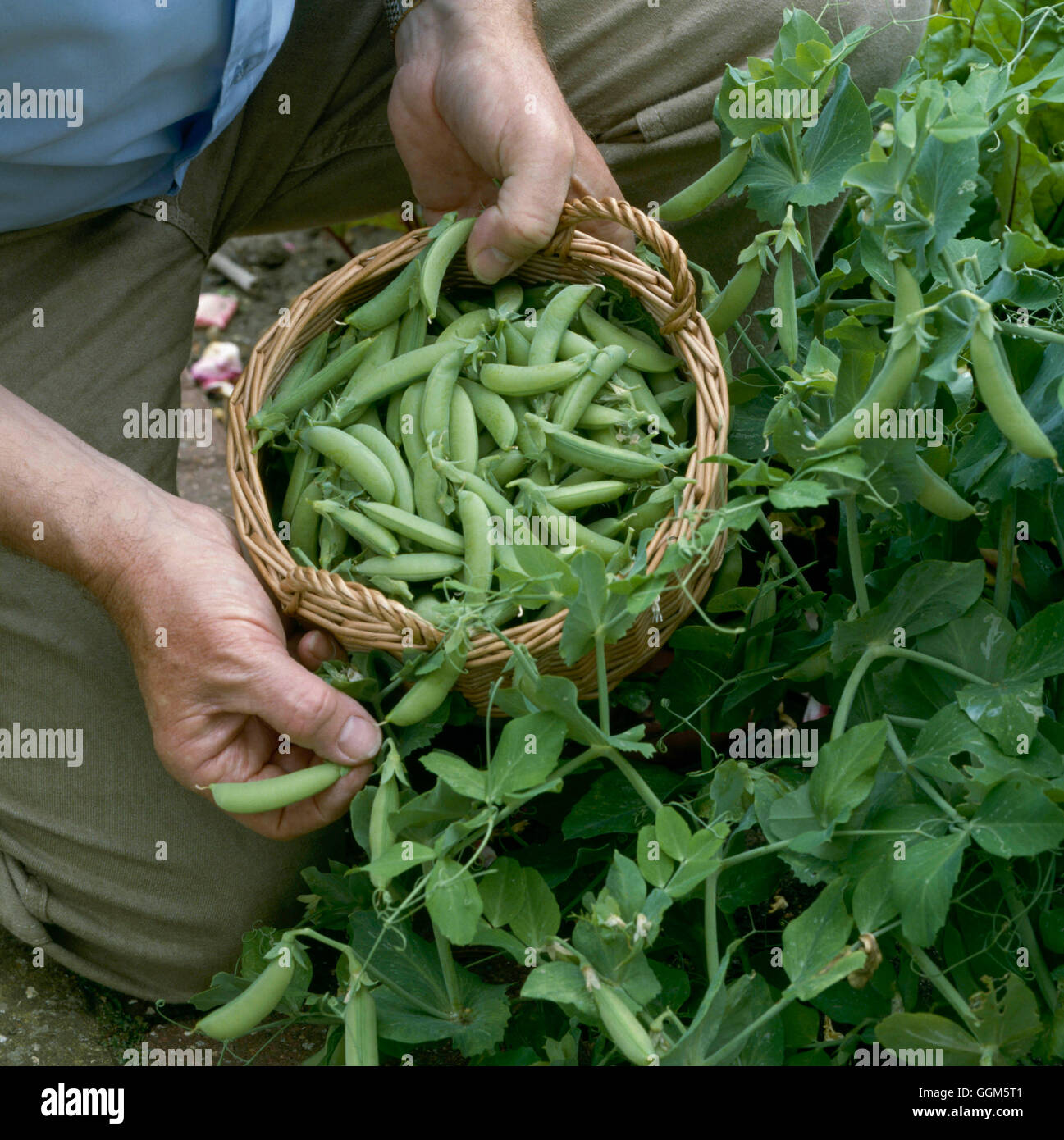 Sugar ann pea hi-res stock photography and images - Alamy
