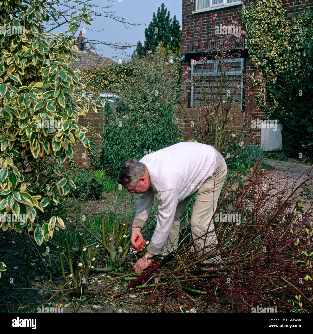 Pruning - Shrubs - Cornus alba `Aurea' in Spring TAS066092 Stock Photo ...