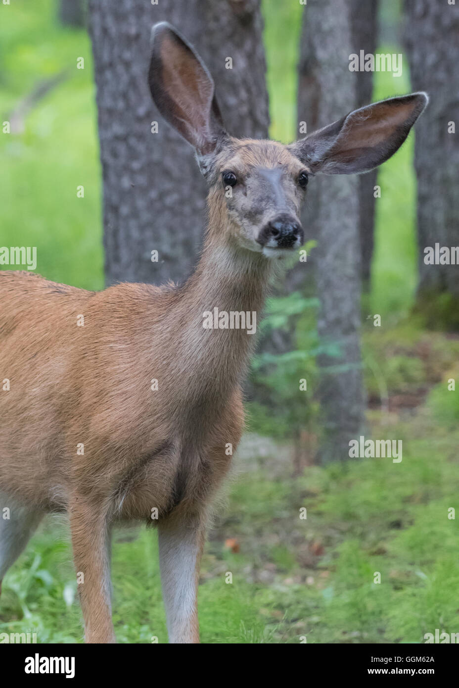Mule Deer with Cockeyed Ears alert in summer forest Stock Photo - Alamy