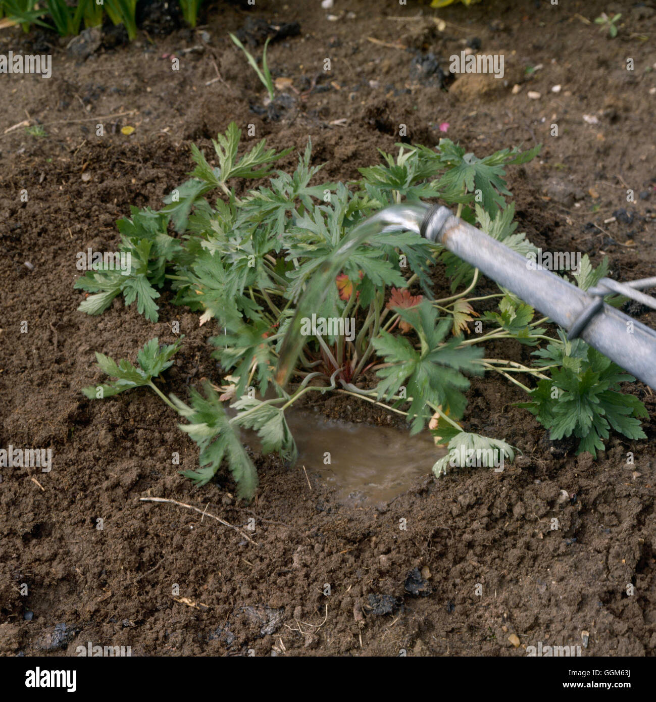 Planting - Perennials - Geranium `Nimbus' - watering in TAS076845 Stock ...