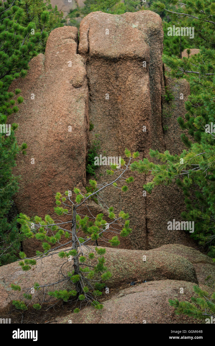 Rocks and trees from the top of Mt. Herman in Colorado Stock Photo - Alamy