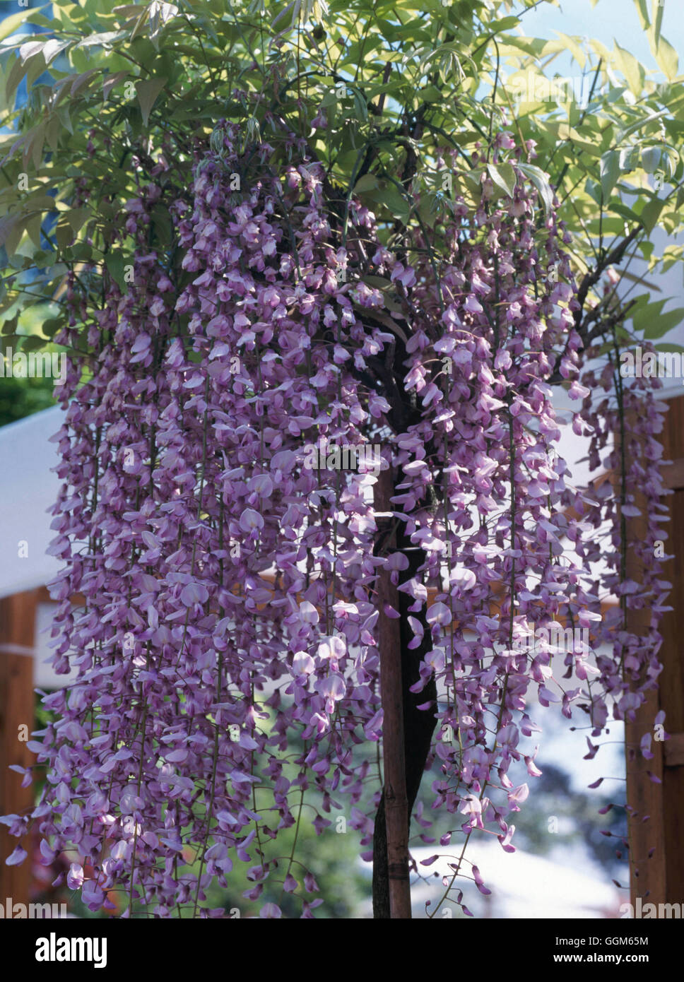 Training - Standard - Wisteria floribunda 'Rosea' AGM TAS084980 Stock ...
