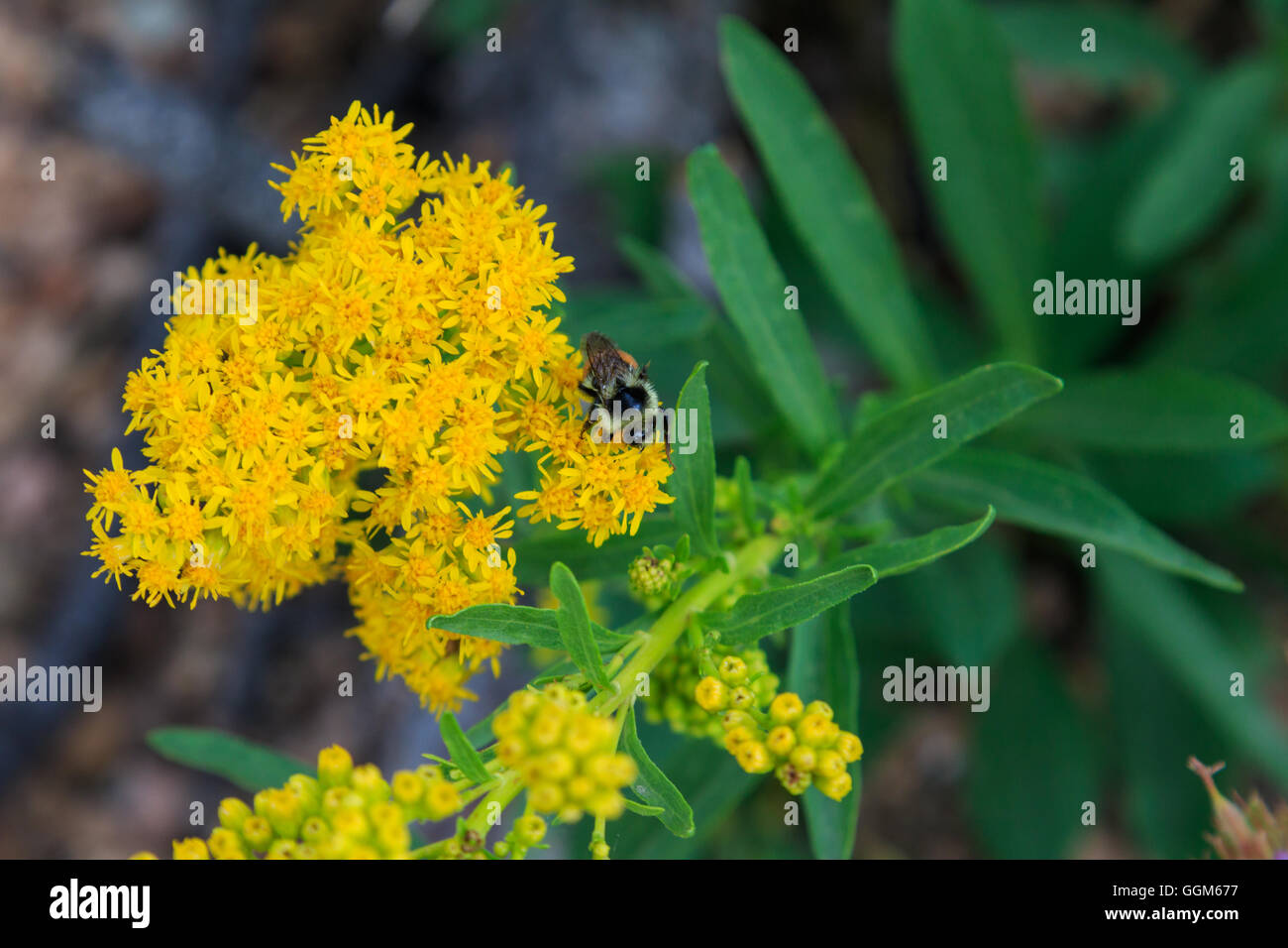 Western ragweed hi-res stock photography and images - Alamy