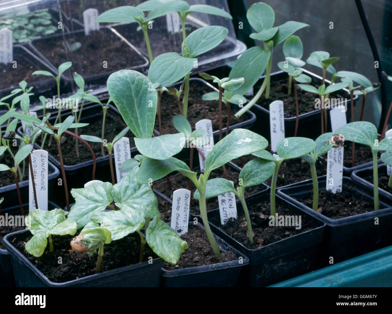 Propagation - Seedlings germinating in propagator TAS096576 Stock Photo ...