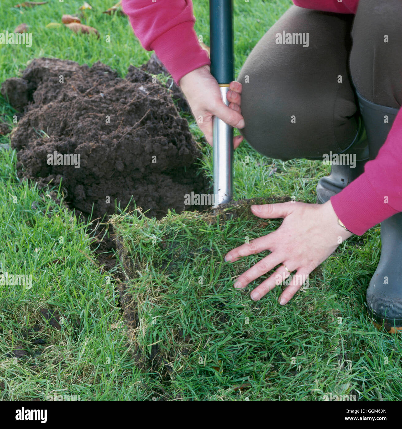 Planting - Bulbs - Naturalising crocus in grass - peeling back turf ...