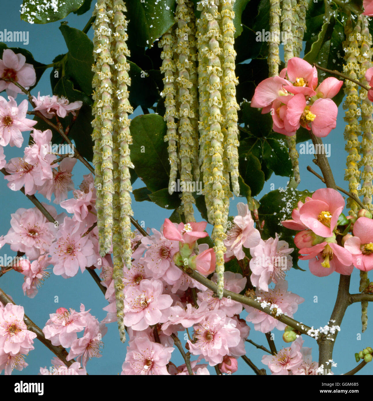 Moseri hi-res stock photography and images - Alamy