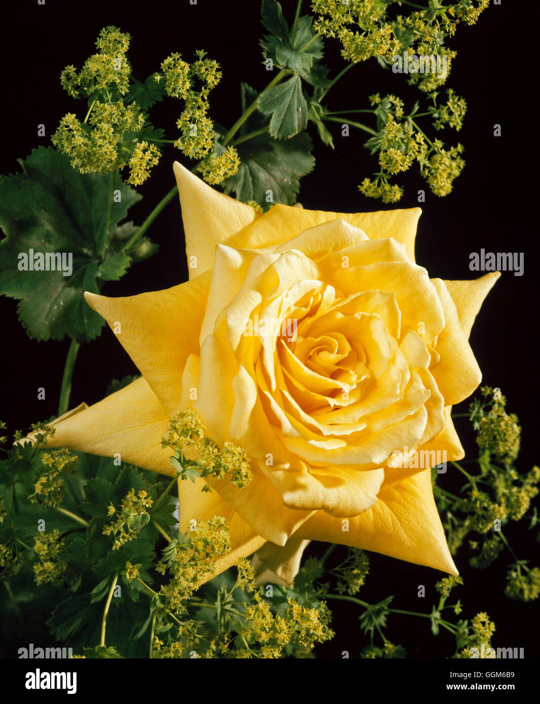 Rose rosa kings ransom hi-res stock photography and images - Alamy