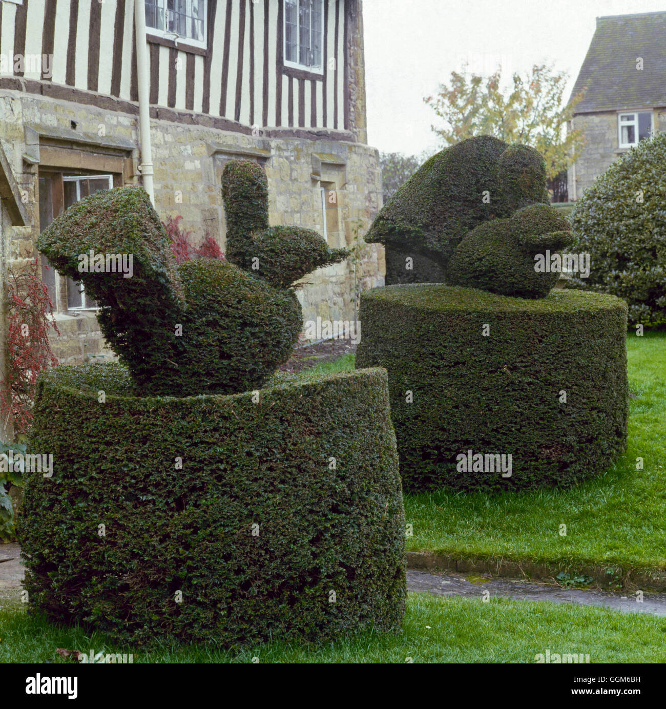 Yew topiary taxus baccata hi-res stock photography and images - Alamy