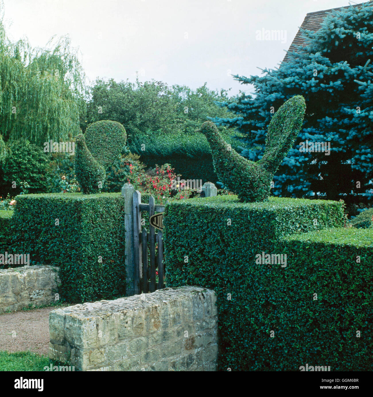 Topiary - of Ligustrum Privet TOP028809 Stock Photo - Alamy