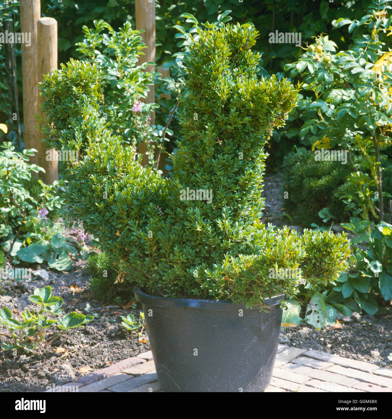 Topiaryincontainer hi-res stock photography and images - Alamy