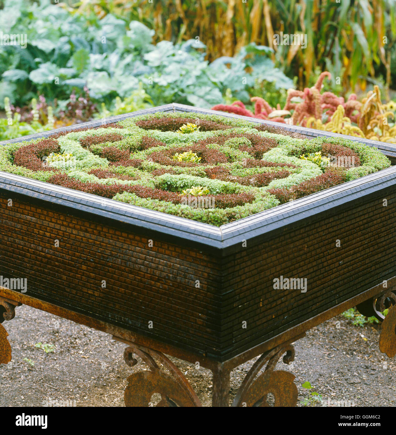 Topiary - in miniature - (Please Credit: Photos Hort/Filoli Gardens ...