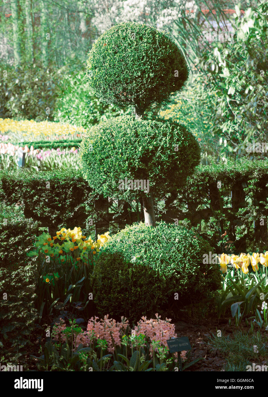 Topiary - (Thuja sp.) TOP100765 Stock Photo - Alamy