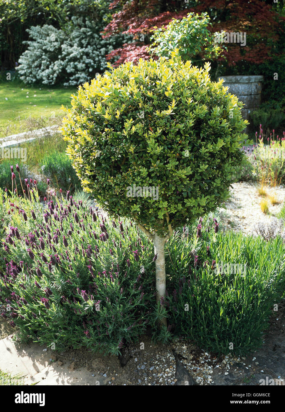 Topiary buxus standard lollipop box lavender ball lavandula top103723 ...