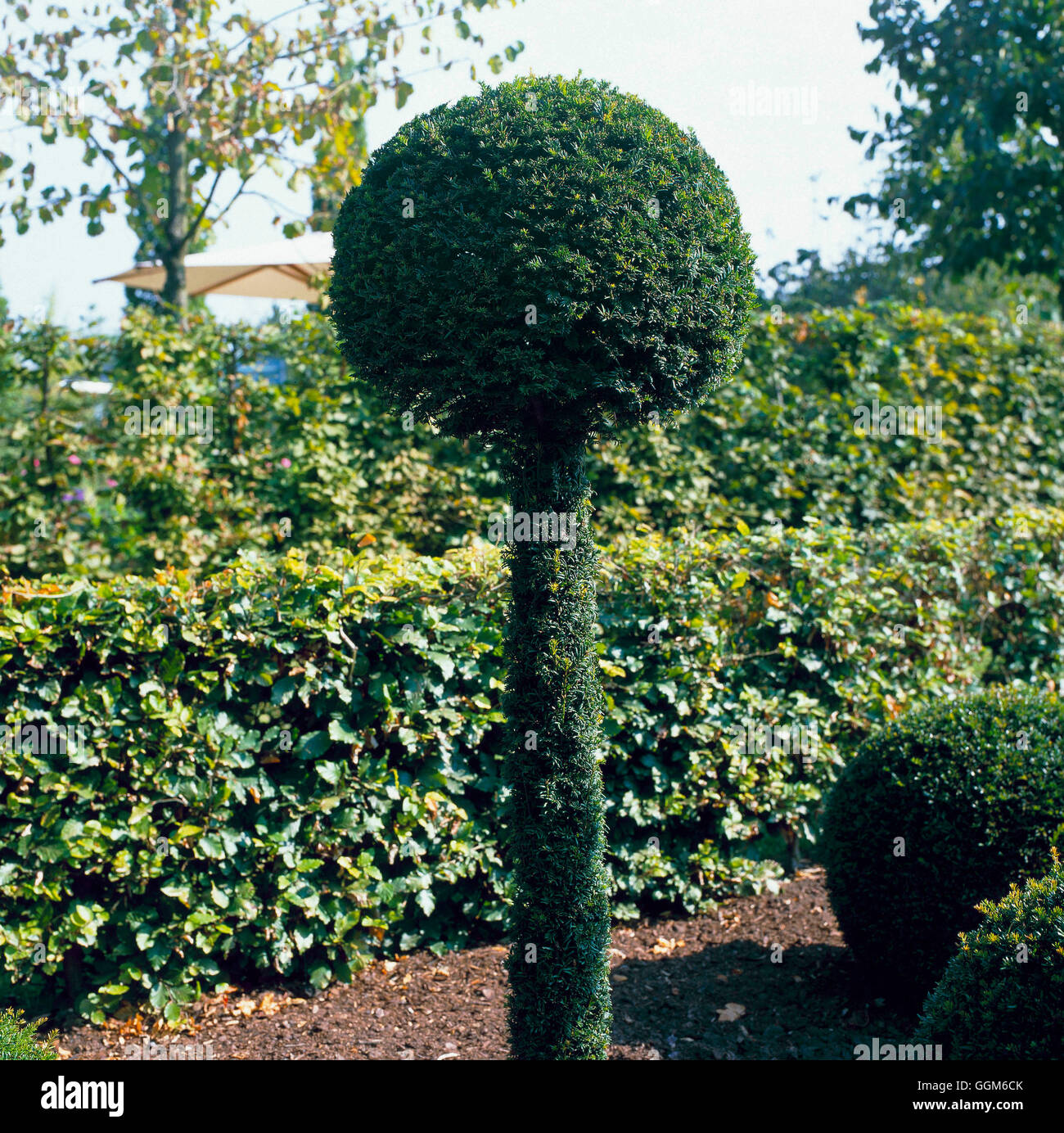Yew topiary taxus baccata hi-res stock photography and images - Alamy