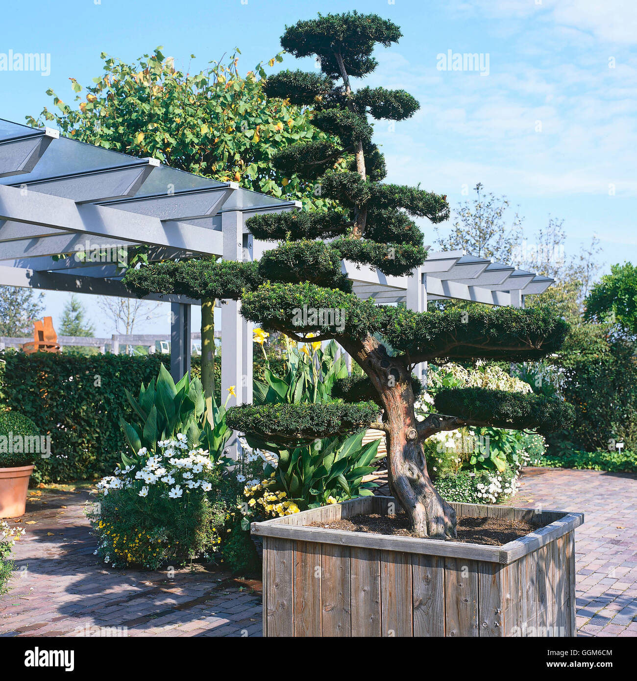 Yew topiary taxus baccata hi-res stock photography and images - Alamy