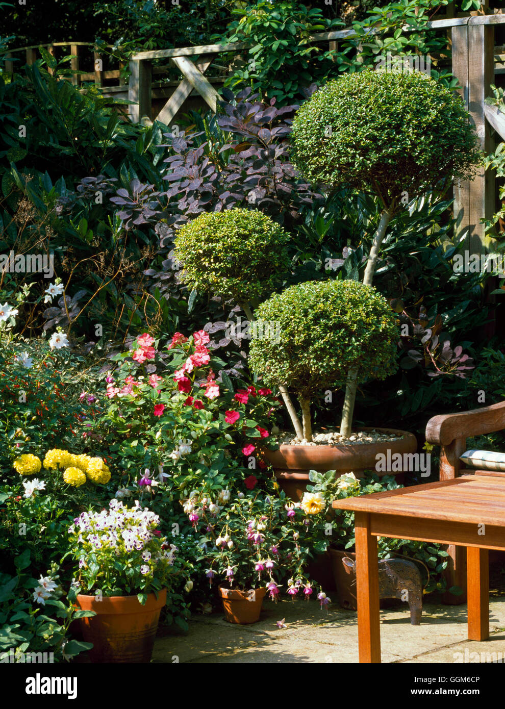Topiary - Cloud pruned Ligustrum sp. TOP109618 Stock Photo - Alamy