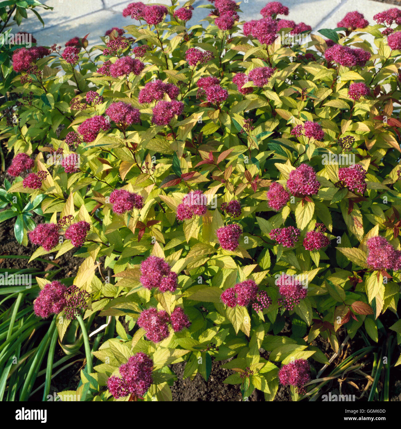 Spiraea japonica - `Goldflame' TRS000037 Stock Photo - Alamy