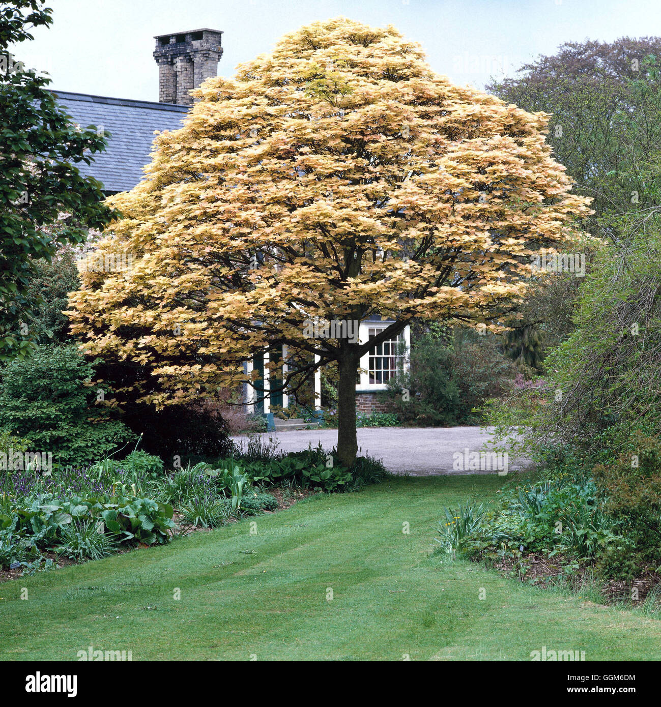Acer pseudoplatanus - `Brilliantissimum' AGM. TRS000281 Stock Photo - Alamy