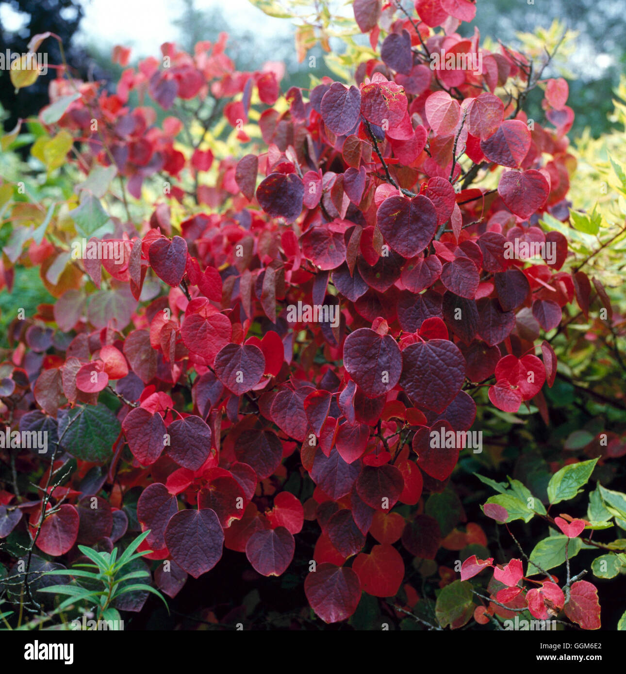 Disanthus cercidifolius - in Autumn Colour TRS000728 Stock Photo - Alamy