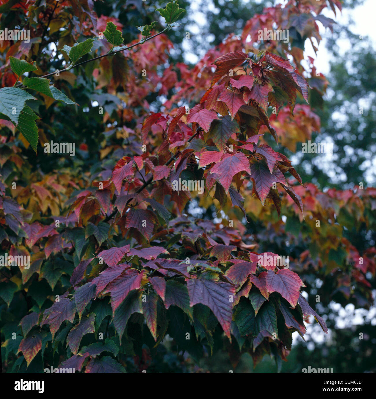 Acer pensylvanicum autumn colour hi-res stock photography and images ...