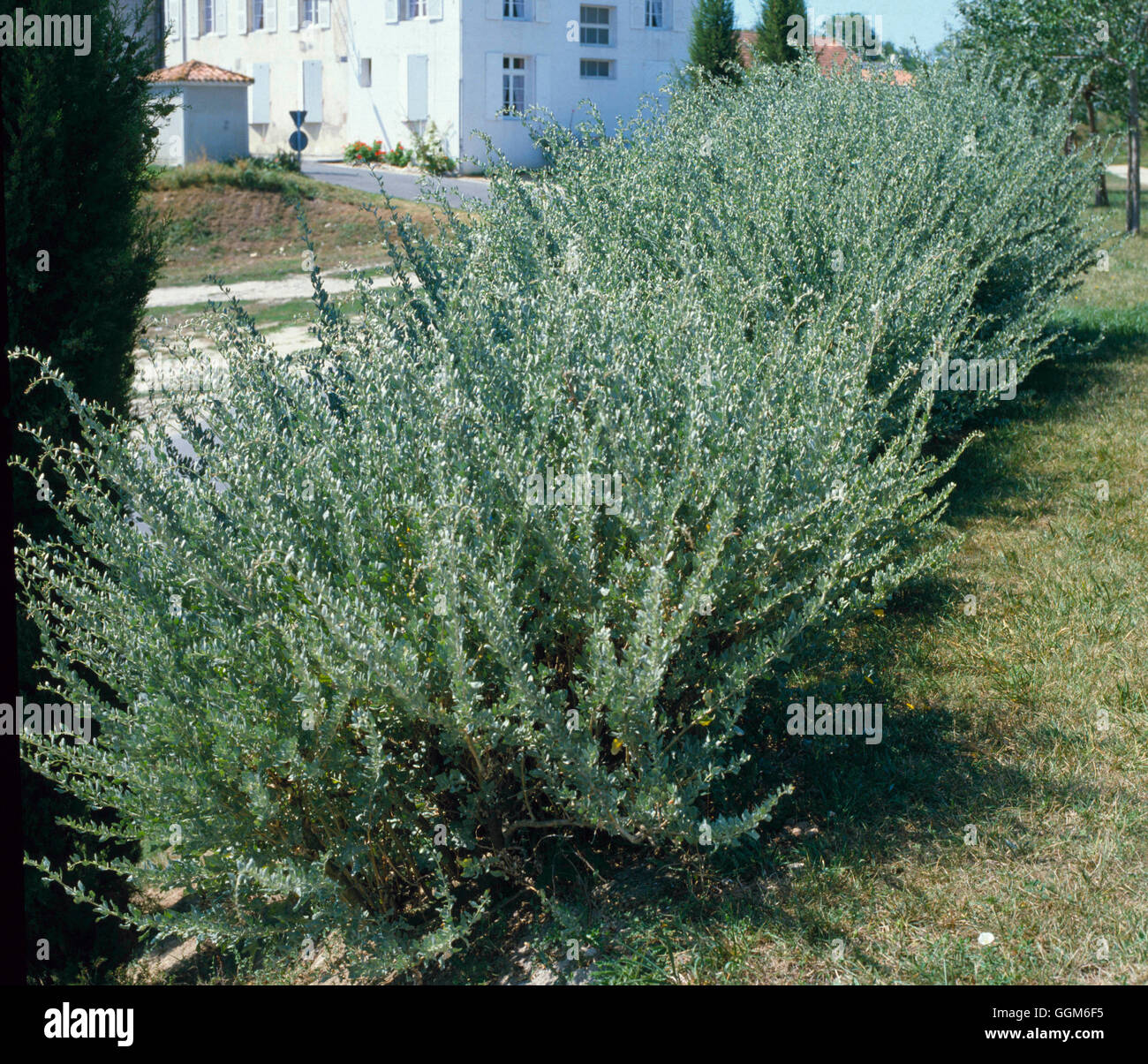 Atriplex halimus - Tree Purslane TRS002286 Stock Photo - Alamy