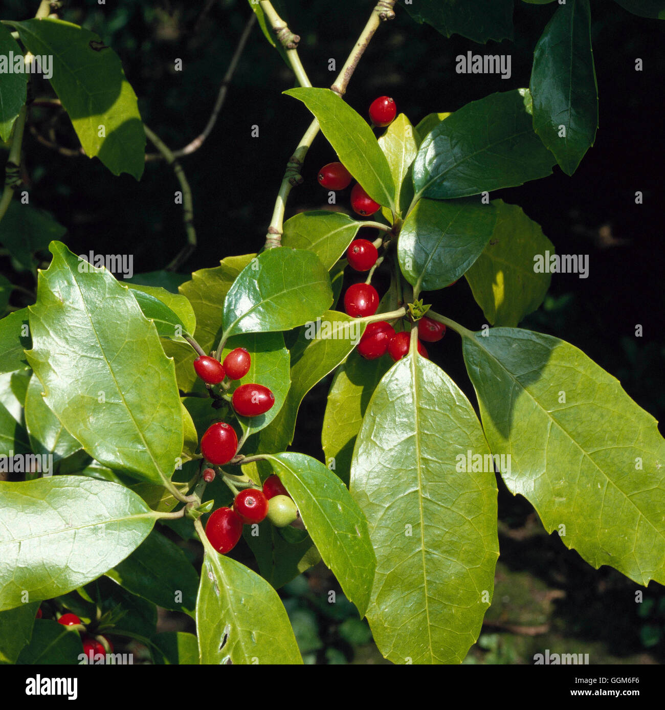Aucuba japonica - (Female) TRS002292 Stock Photo - Alamy