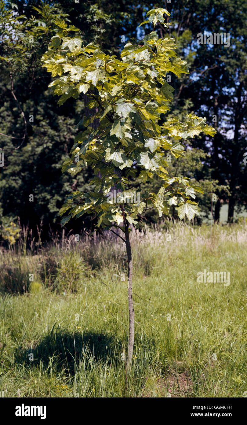 Acer pseudoplatanus - `Simon-Louis Freres' TRS002467 Stock Photo - Alamy