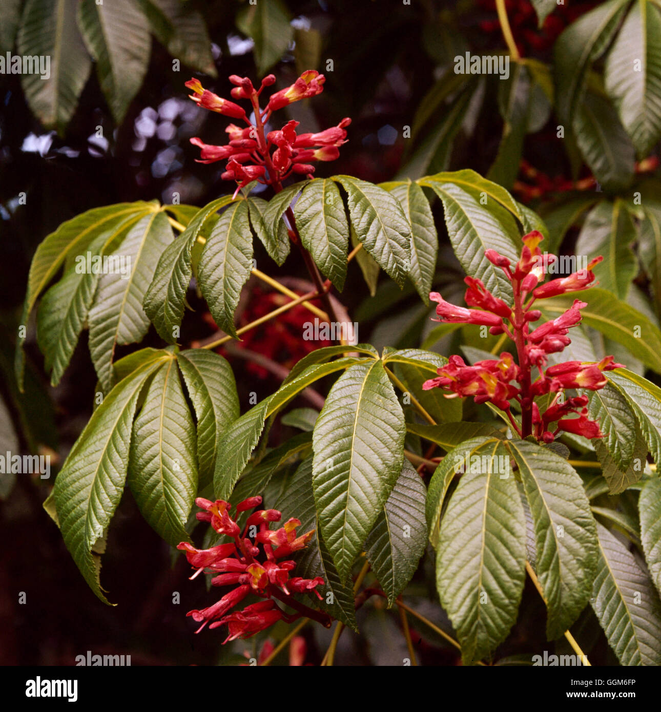 Aesculus pavia AGM. - Red Buckeye TRS002524 Stock Photo - Alamy