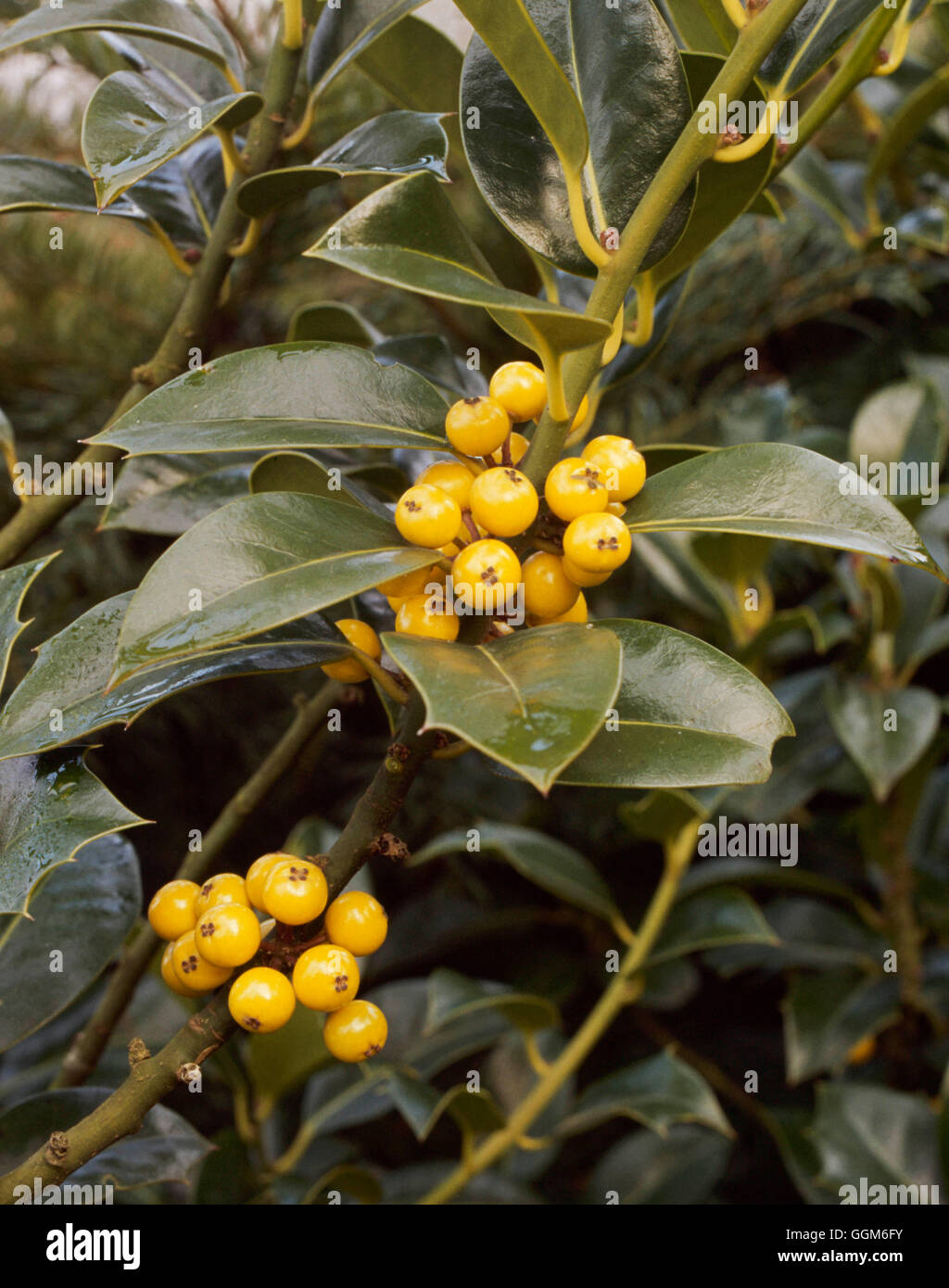 Holly pyramidalis fructu luteo hi-res stock photography and images - Alamy
