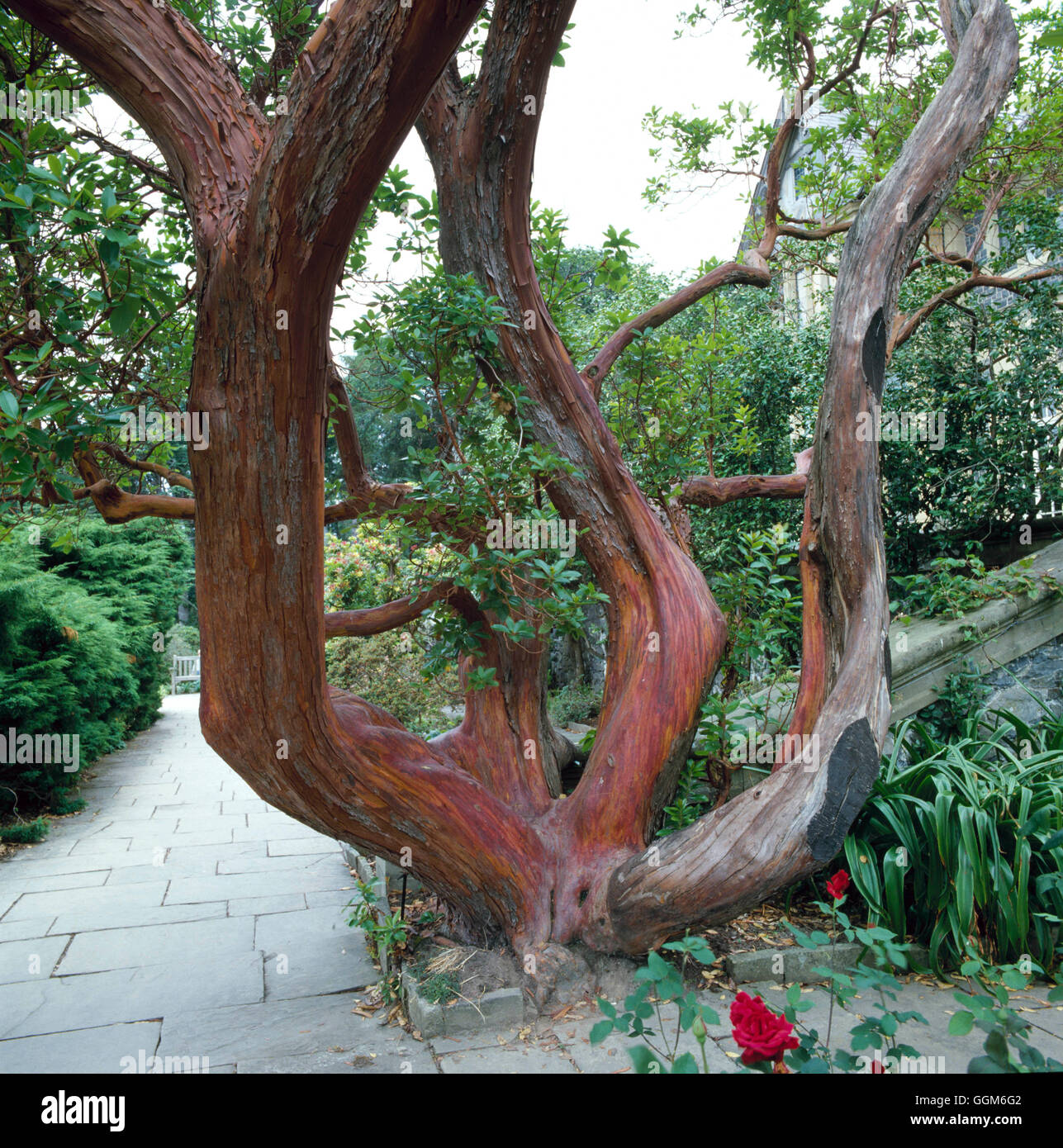 Arbutus x andrachnoides AGM TRS002610 Stock Photo - Alamy